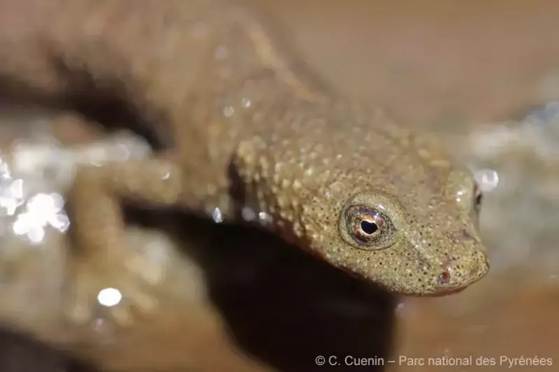Fiche Espèce - Calotriton des Pyrénées | l’Observatoire du Parc ...