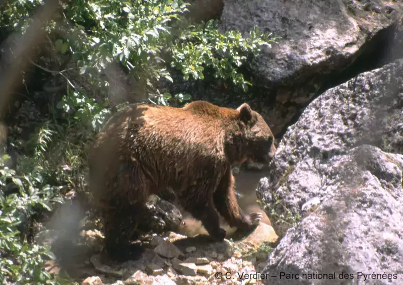 Fiche Espèce - Ours des Pyrénées | l’Observatoire du Parc national des ...